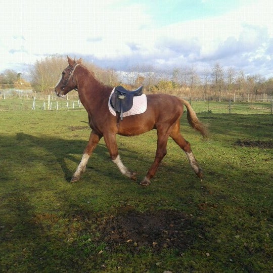 Elverra Pony Rescue Centre - 8 visitors
