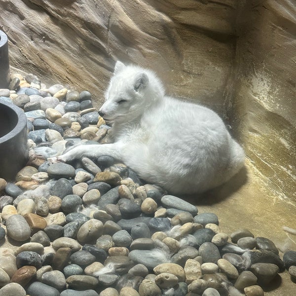 Arctic Fox Den 雪狐居 - 南区 - Polar Adventure, Summit, Ocean Park Hong Kong