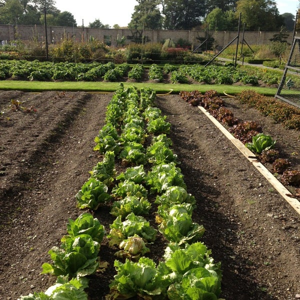 Victorian Kitchen Garden - Garden in Dublin