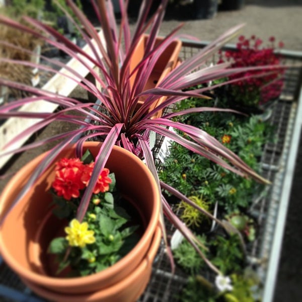 Stanway Garden Centre - Stanway, Essex