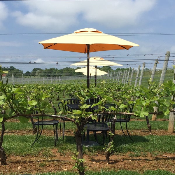 Photos at Three Fox Vineyards - Winery in Delaplane