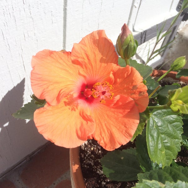 Carson Valley Inn - Minden, NV