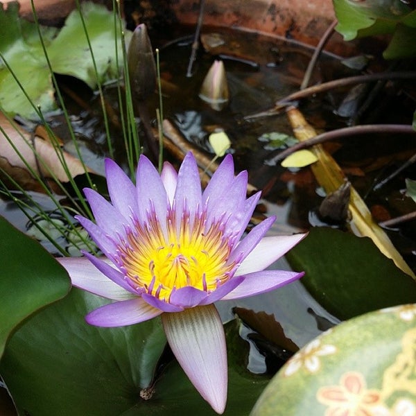 Palolo Hongwanji - Temple in Honolulu
