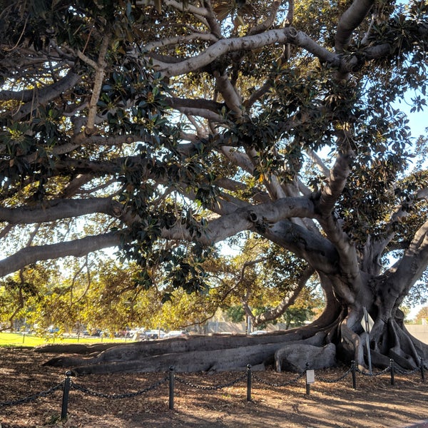 Moreton Bay Fig Tree - Lower State - 5 tips from 463 visitors