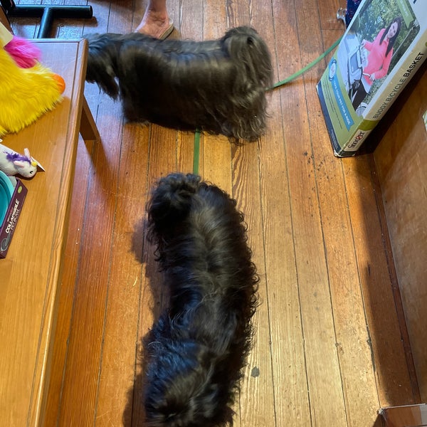 Two Dogs Dancing - 38 visitors