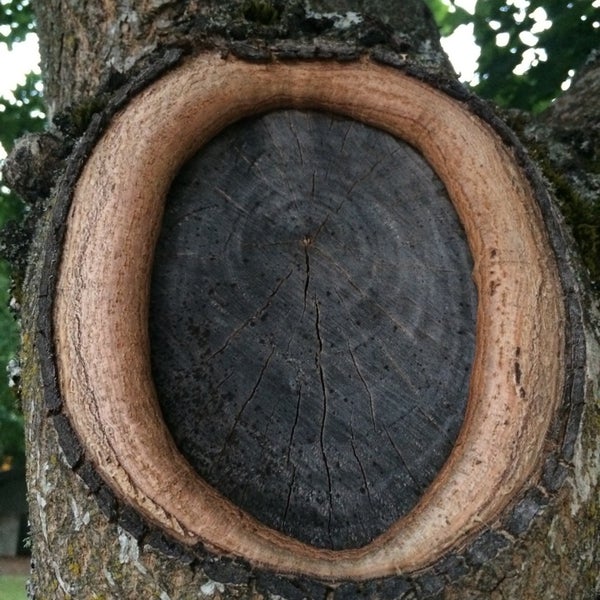 The Letter O In Nature