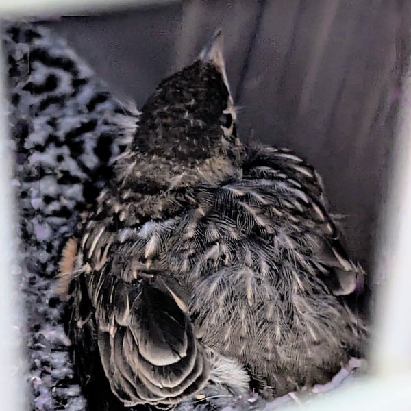 Willowbrook Wildlife Center - 4 tips from 288 visitors