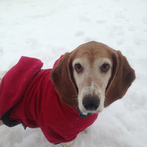 Photos at Arlington Arkwright Dog Park - Payne - Phalen - 5 tips