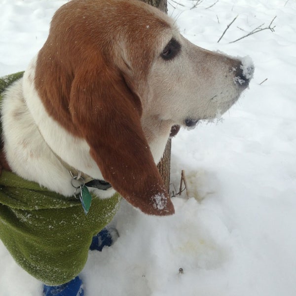 Photos at Arlington Arkwright Dog Park - Payne - Phalen - 5 tips