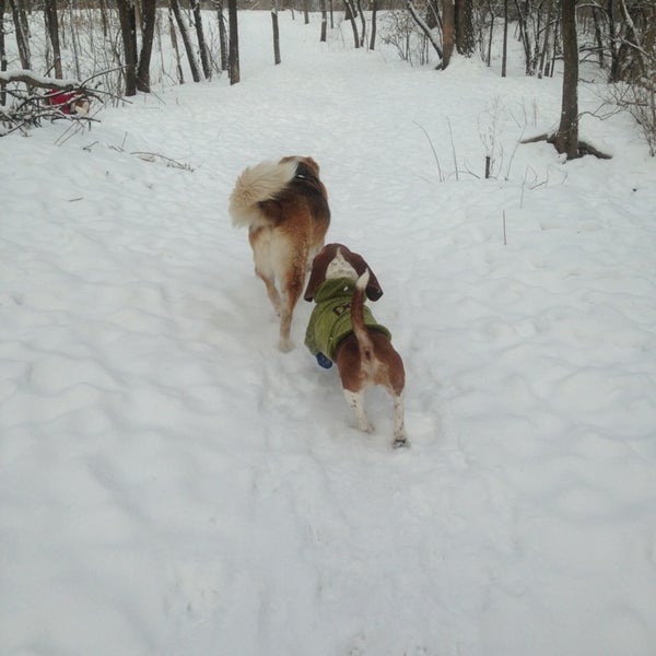 Photos at Arlington Arkwright Dog Park - Payne - Phalen - 5 tips