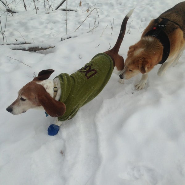 Photos at Arlington Arkwright Dog Park - Payne - Phalen - 5 tips