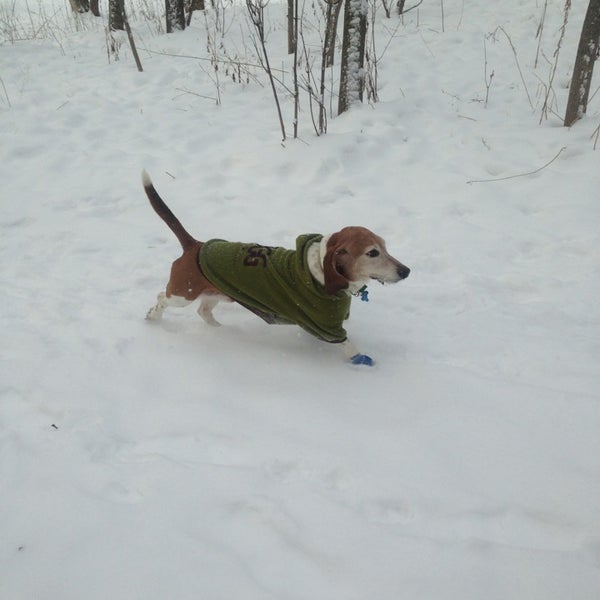 Photos at Arlington Arkwright Dog Park - Payne - Phalen - 5 tips
