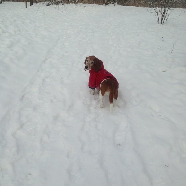 Photos at Arlington Arkwright Dog Park - Payne - Phalen - 5 tips