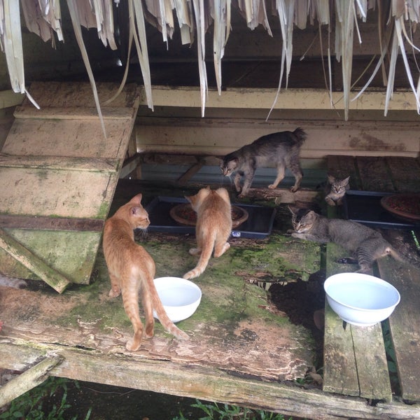 Pusat Perlindungan Kucing Putrajaya - Pet Service in Putrajaya