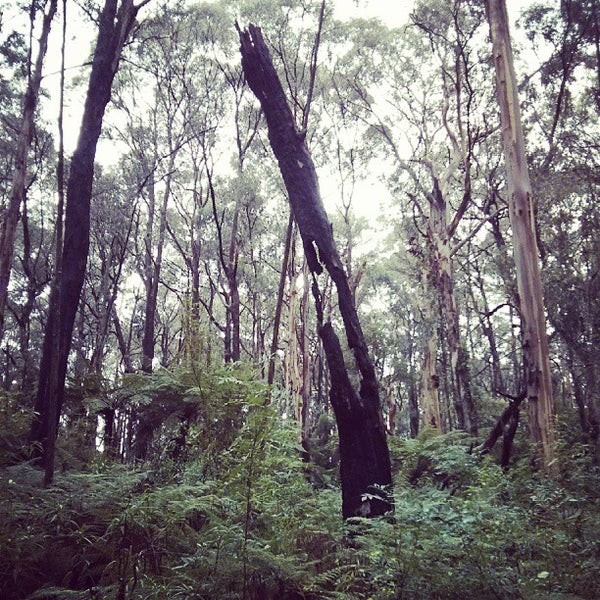 Silvan Reservoir Park - Trail in Silvan