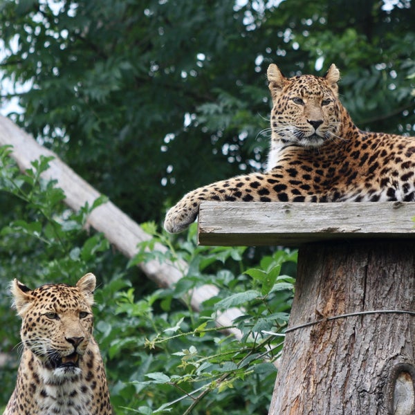 Photos at Howletts Wild Animal Park - 9 tips