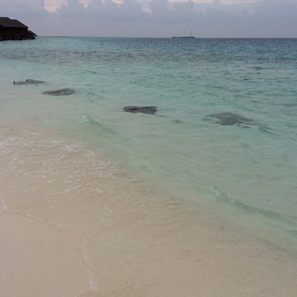 Huvafen Fushi Sting Ray Beach - Beach