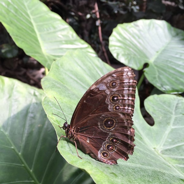 Photos at Vlindertuin - Zoo Exhibit in Antwerpen