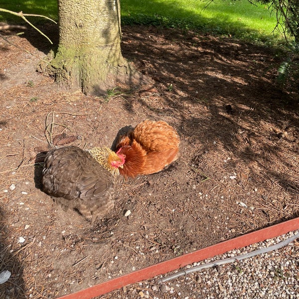 Pinetum Blijdestein - Hilversum, Noord-Holland