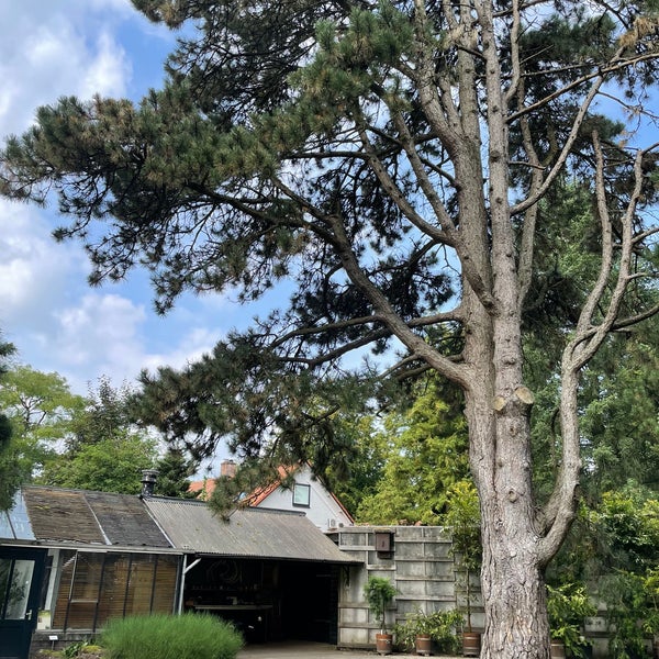 Pinetum Blijdestein - Hilversum, Noord-Holland