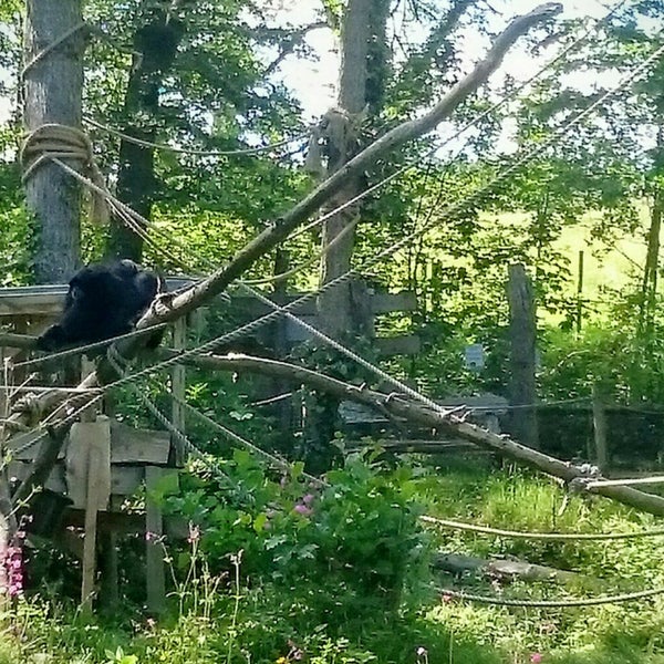 Valley of the Apes - Zoo Exhibit in St Florence