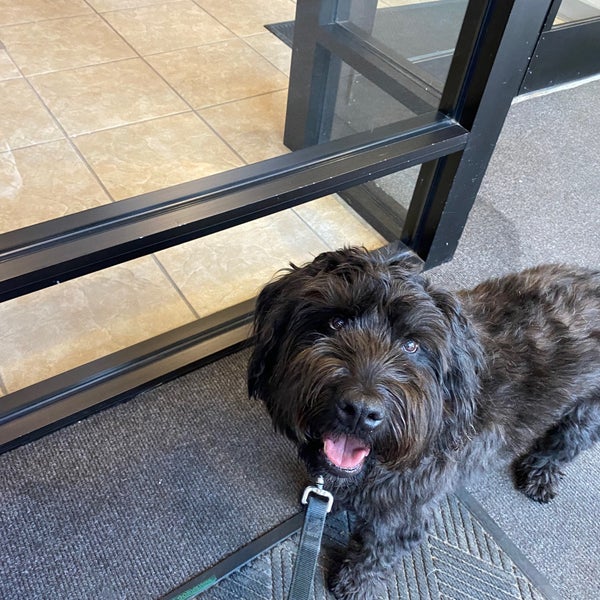 Are Dogs Allowed In Chase Bank