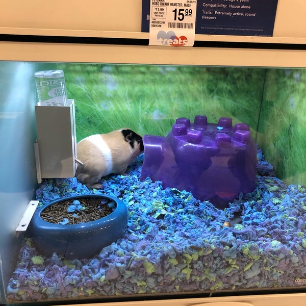 Robo Dwarf Hamster Petsmart