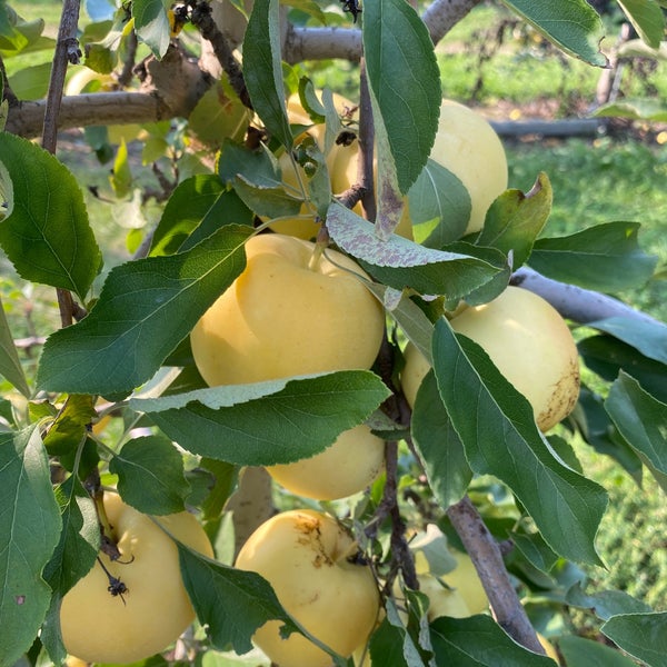 Samascott Orchards - 5 Sunset Ave