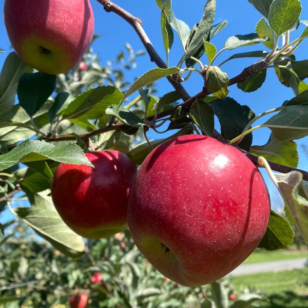 Samascott Orchards - 5 Sunset Ave