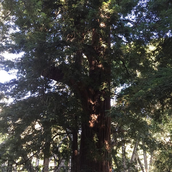 El Palo Alto Redwood Tree - 2 tips from 152 visitors