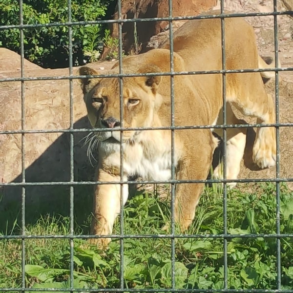 Isle Of Wight Zoo - Sandown, Isle of Wight
