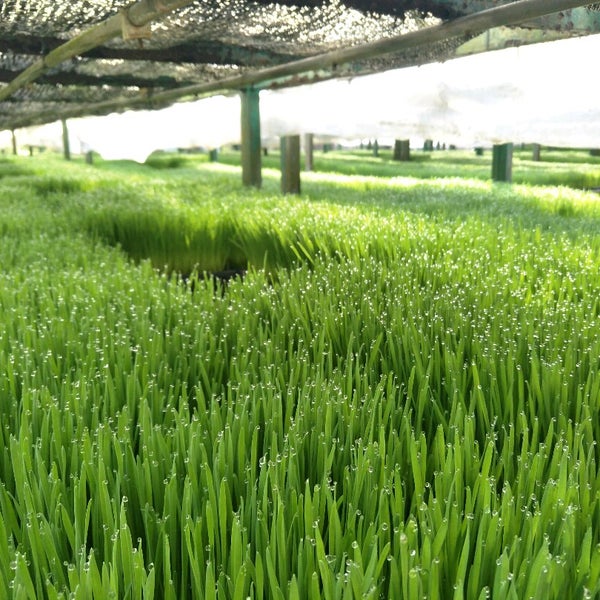 Photos at Kin Yan Agrotech Pre Ltd - Farm in Singapore