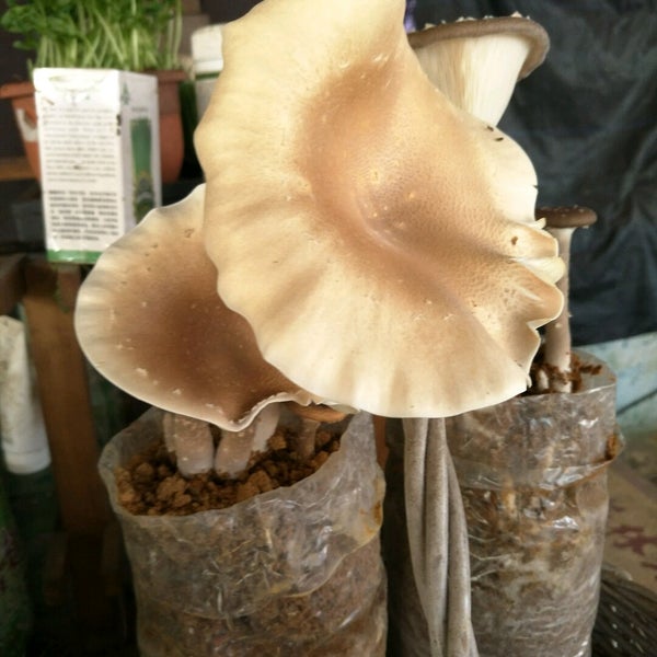 Photos at Kin Yan Agrotech Pre Ltd - Farm in Singapore