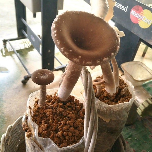 Photos at Kin Yan Agrotech Pre Ltd - Farm in Singapore