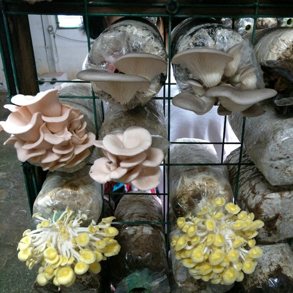 Photos at Kin Yan Agrotech Pre Ltd - Farm in Singapore