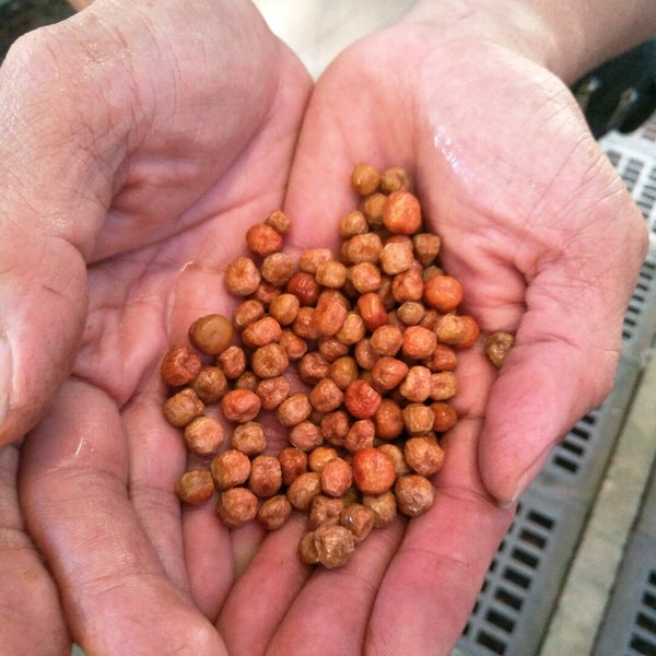 Photos at Kin Yan Agrotech Pre Ltd - Farm in Singapore