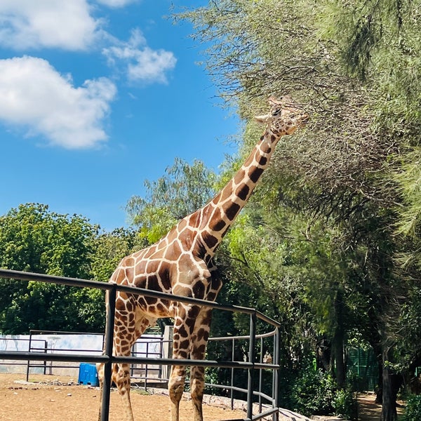 Zoologico Wameru - El Marqués, Querétaro de Arteaga