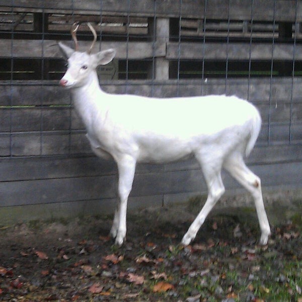 Double Diamond Deer Ranch - Farm