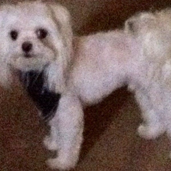 All Dogs Go To Bev - Pet Supplies Store