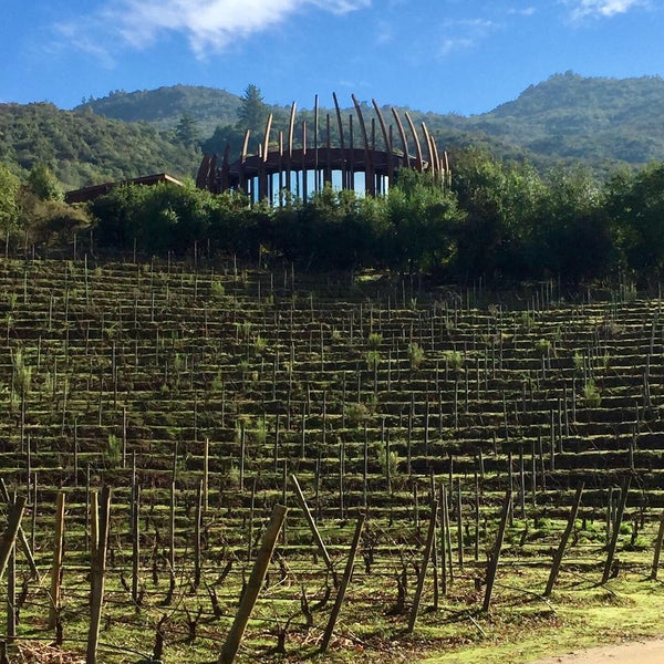 Clos Apalta Winery - Vineyard in Santa Cruz