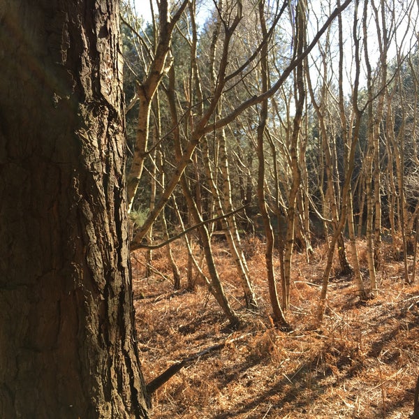 Rendlesham Forest - Tangham - 6 tips from 141 visitors