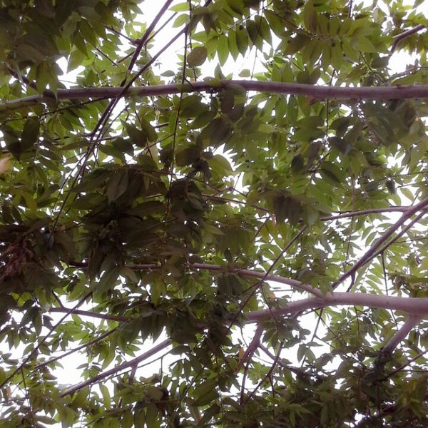 Pt inti data utama - Jakarta Pusat - Jakarta, Jakarta