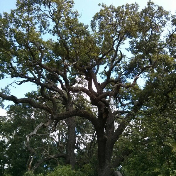 Pădurea Letea - Letea