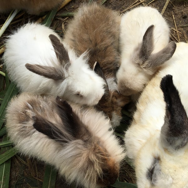 Rabbit Fun Land Farm - Mukim Beranang, Selangor