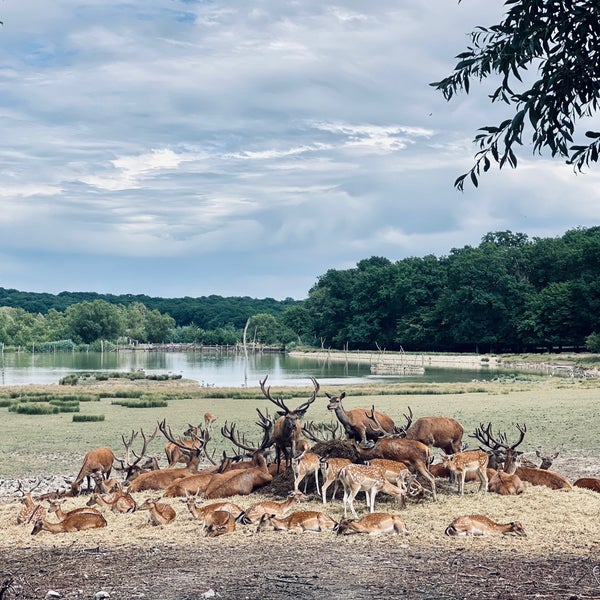 Parc Animalier de Sainte-Croix - Domaine de Sainte Croix