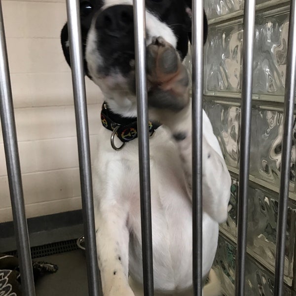 Western Pennsylvania Humane Society - North Side - 18 tips from 597 ...