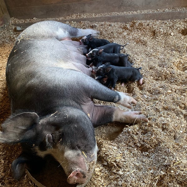 Muscoot Farm - 21 tips from 1061 visitors