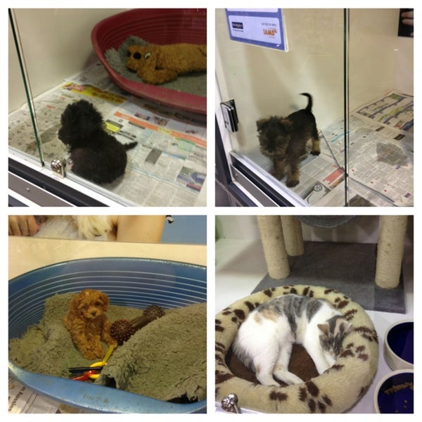 Animates - Pet Supplies Store