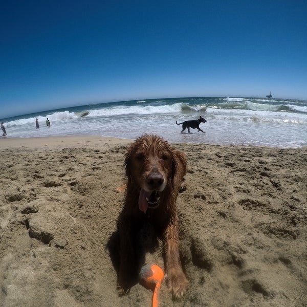 Huntington Dog Beach - Huntington Beach, CA