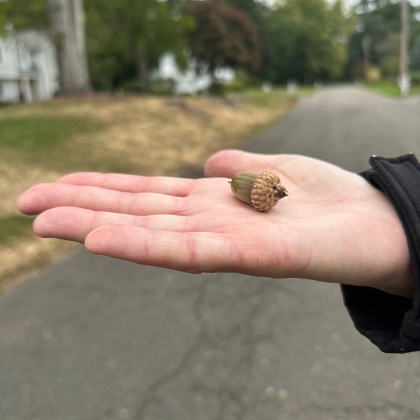 Pear Tree Beach - Beach